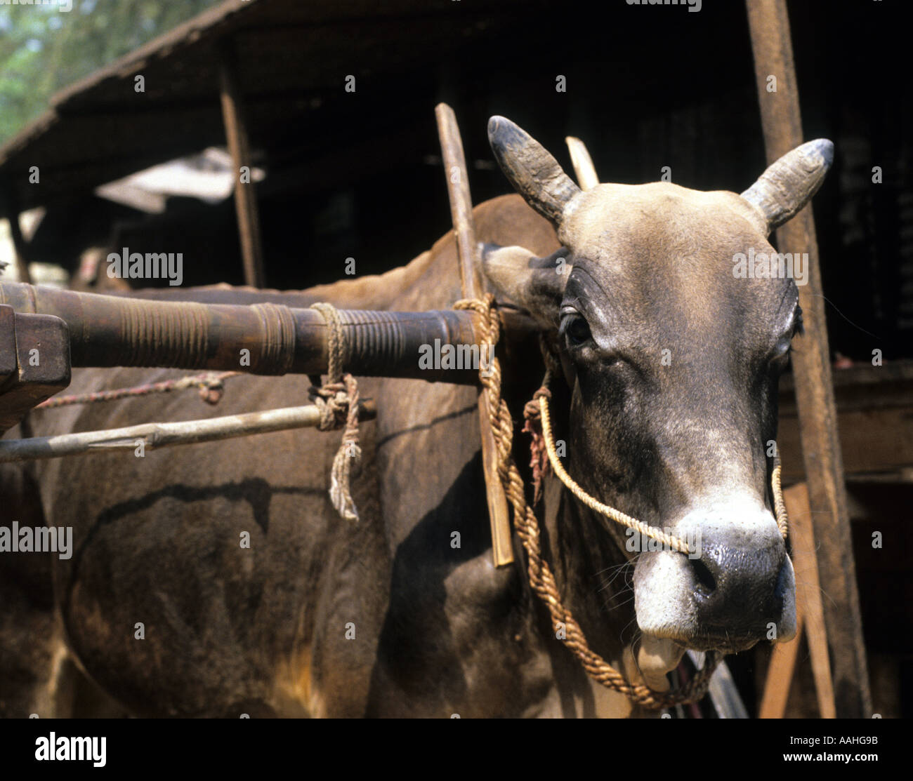 Cart harness hi-res stock photography and images - Alamy