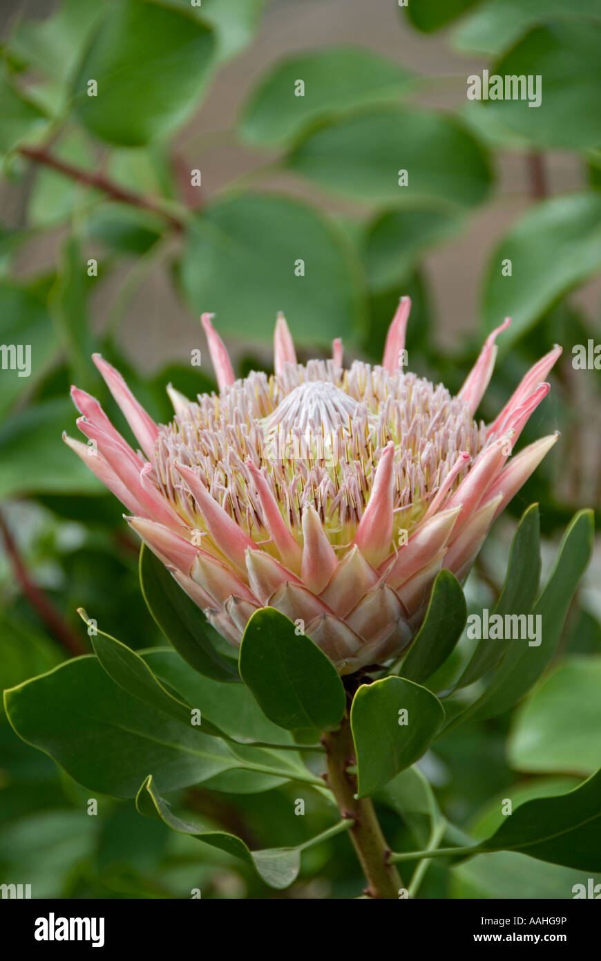 King Protea (Protea cynaroides Stock Photo - Alamy