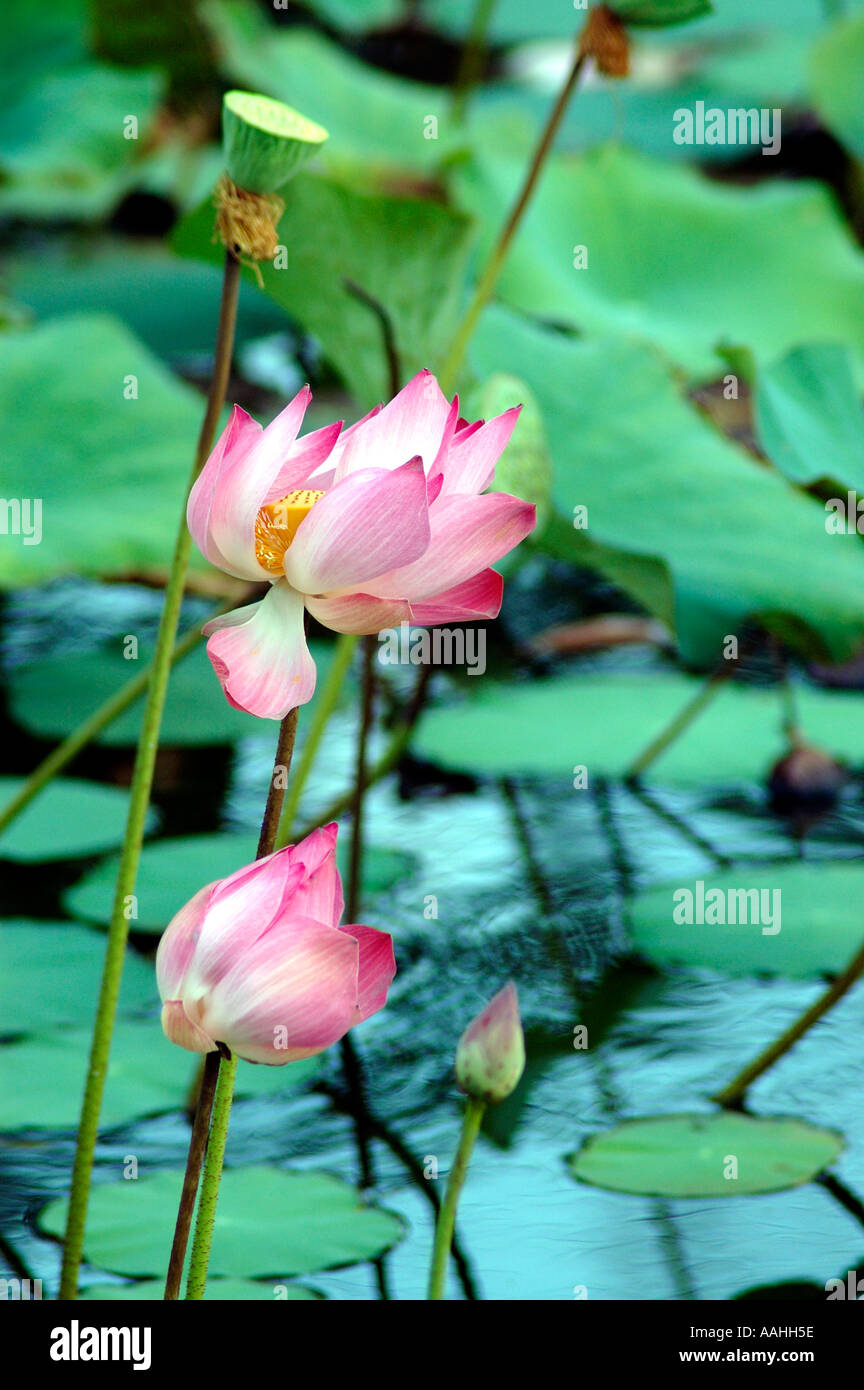 Field of Lotus Flower Stock Photo - Alamy
