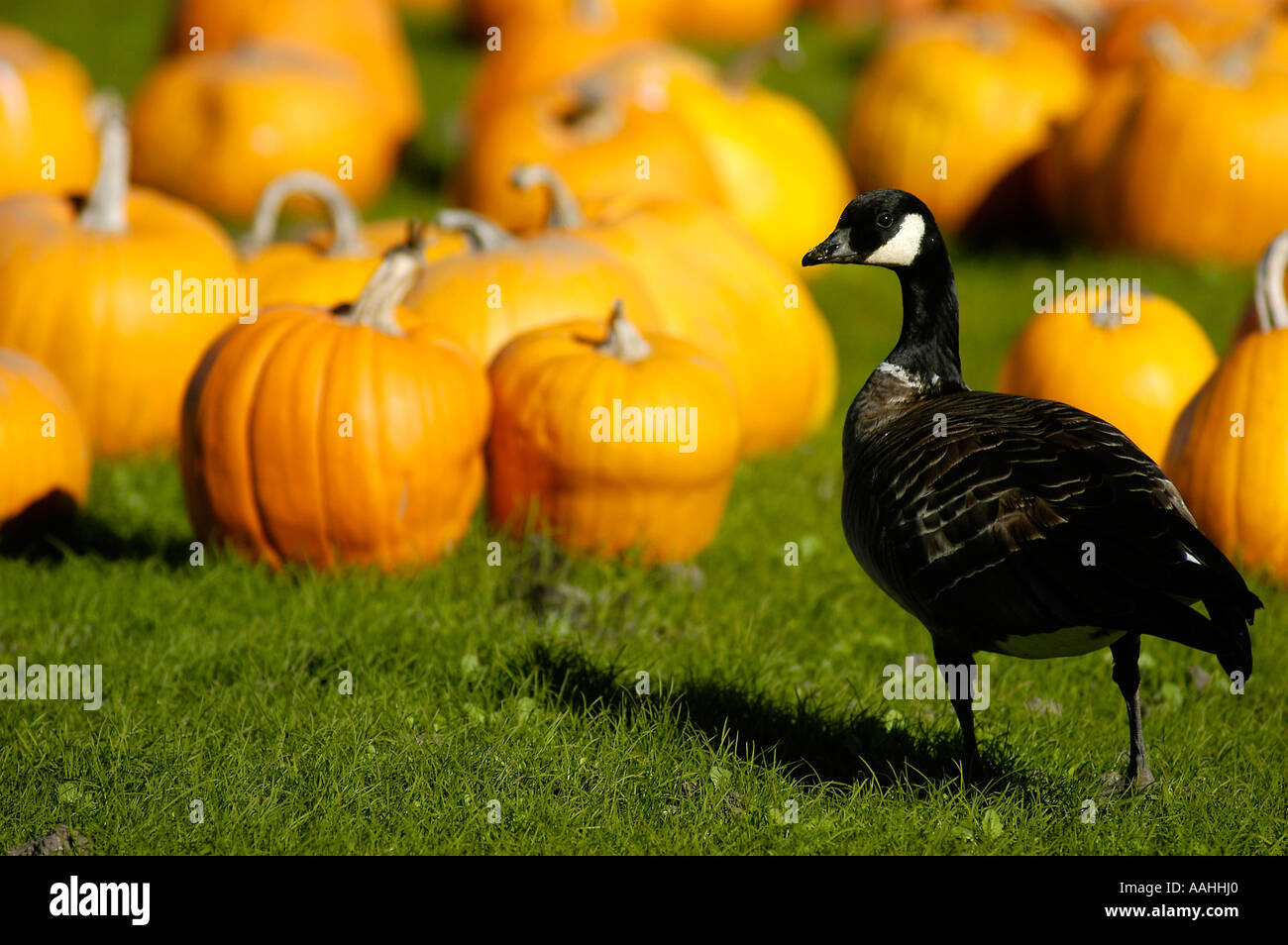 A lone Black Canadian Goose standing in a large pumpkin patch in ...