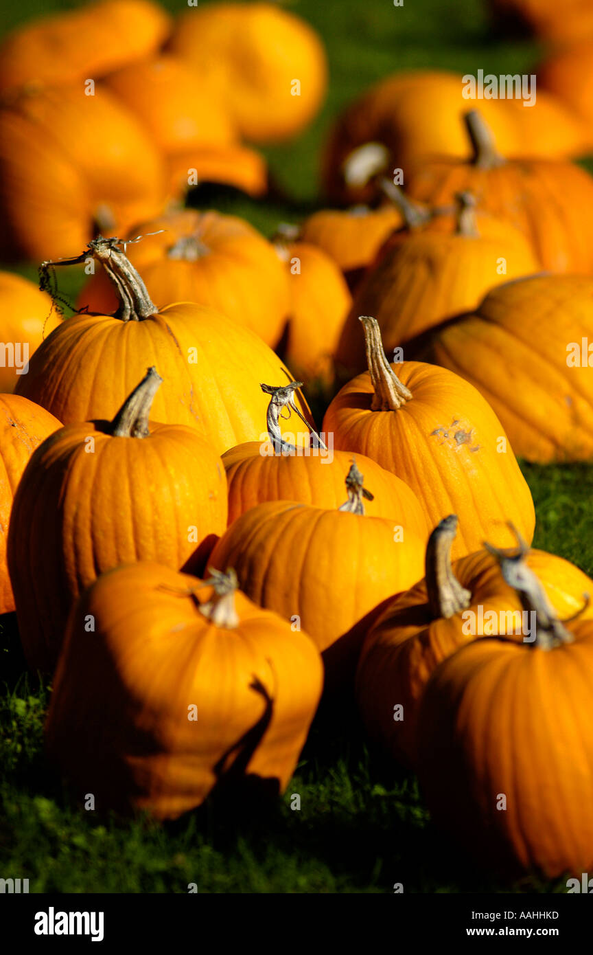 A cluster of big orange pumpkins sitting in a pumpkin patch Stock Photo ...