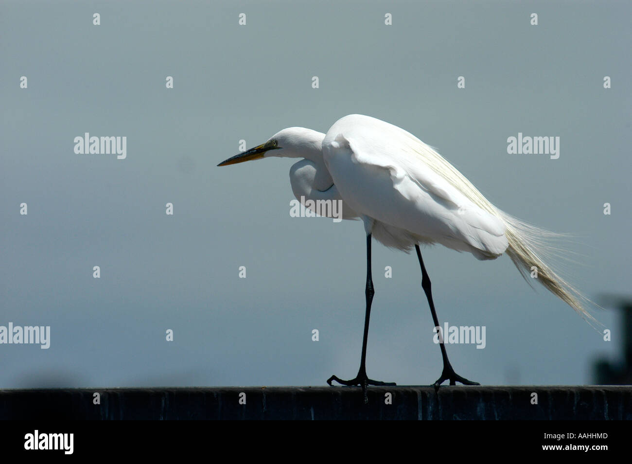 Snowy white egret standing on a rail along the west coast in Northern ...