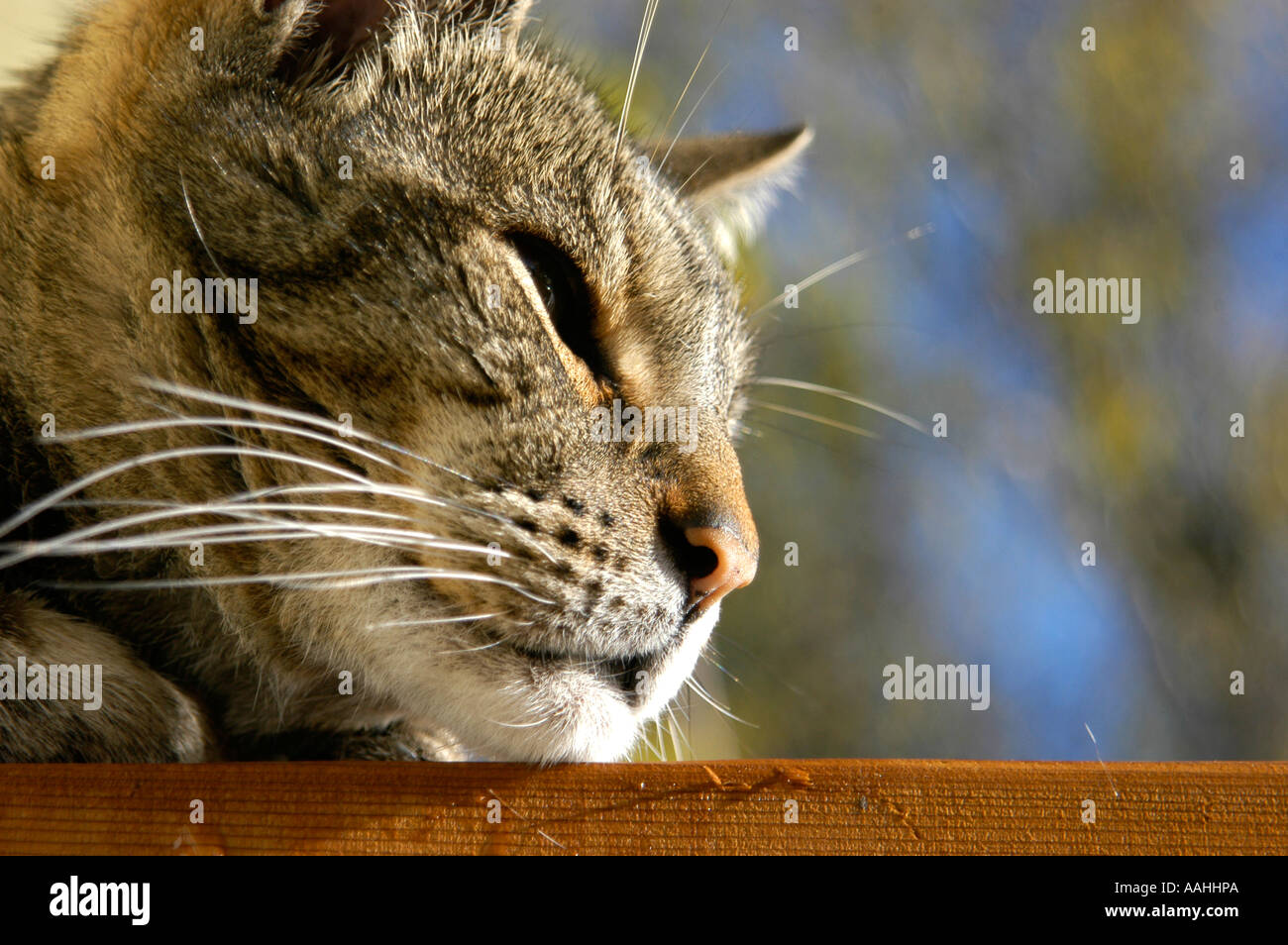Close-up of a male tabby cat feline portrait, a family pet with a multi ...