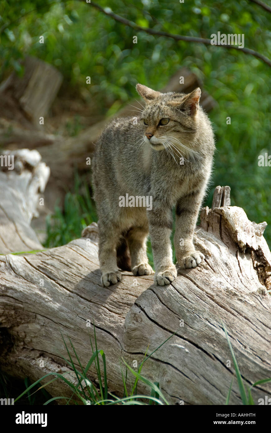 Scottish Wild Cat (Felis catus) Captive Stock Photo - Alamy