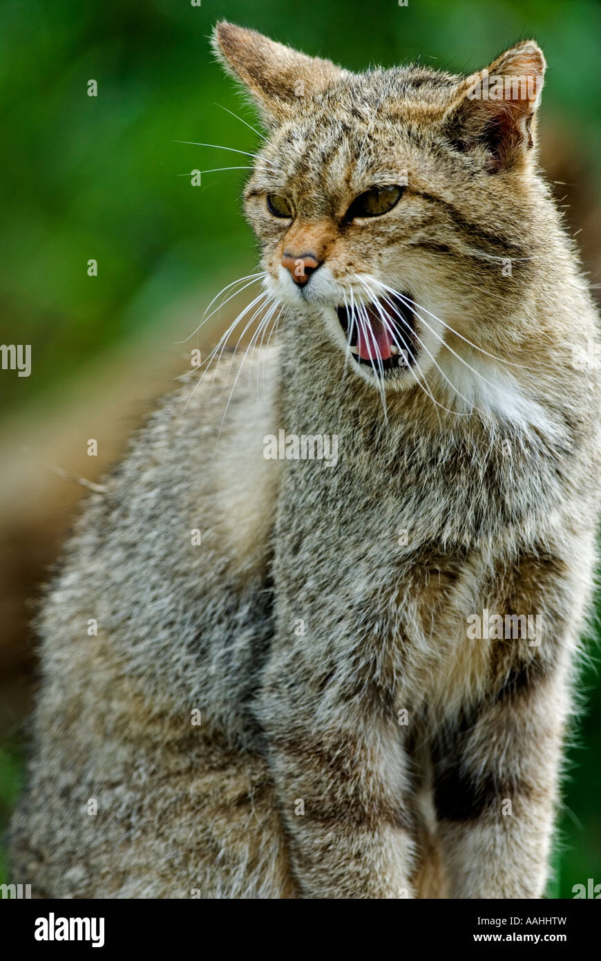 Scottish Wild Cat (Felis catus), snarling. Captive Stock Photo - Alamy