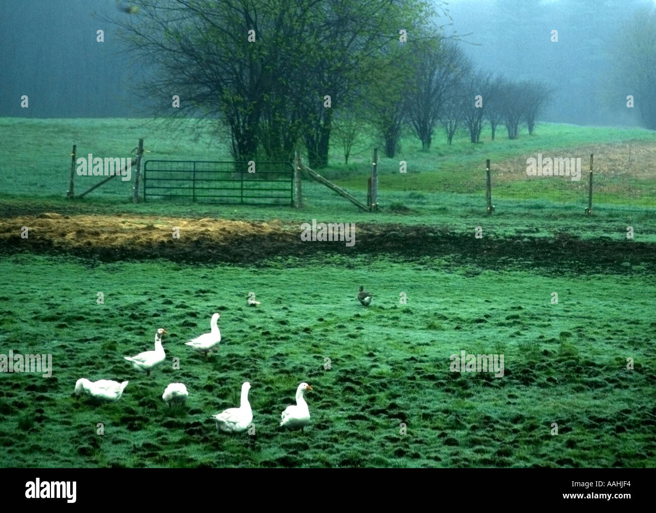 Walking with ducks hi-res stock photography and images - Alamy