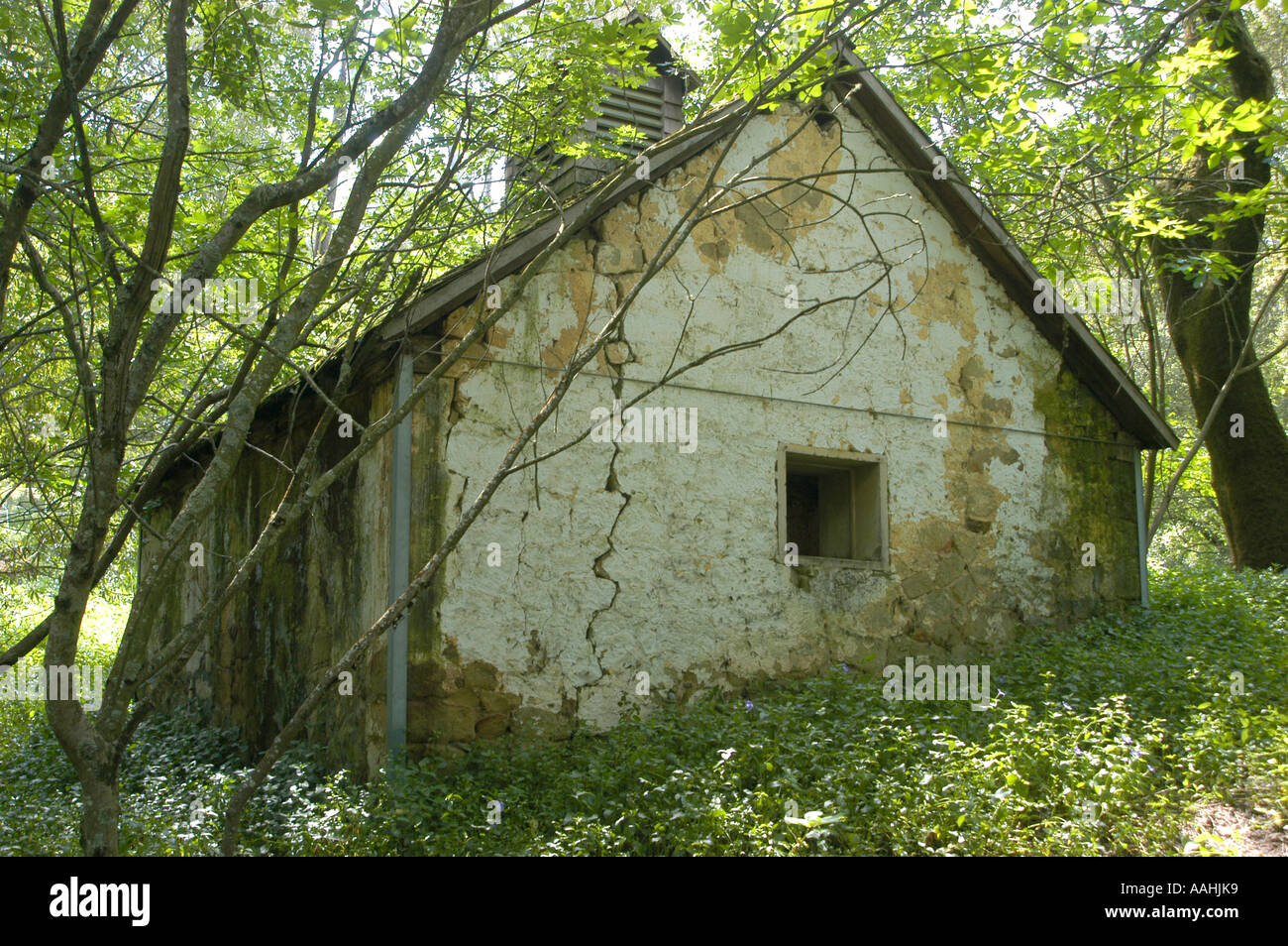 Abandoned ruins of a stone building in an overgrown green woodsy ...