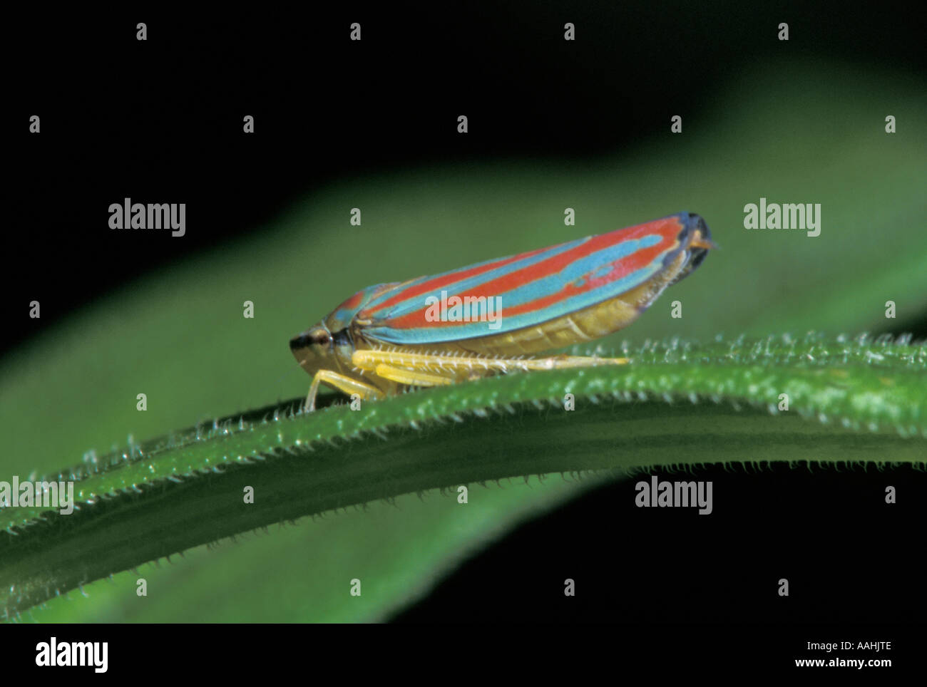Red and blue leafhopper hi-res stock photography and images - Alamy