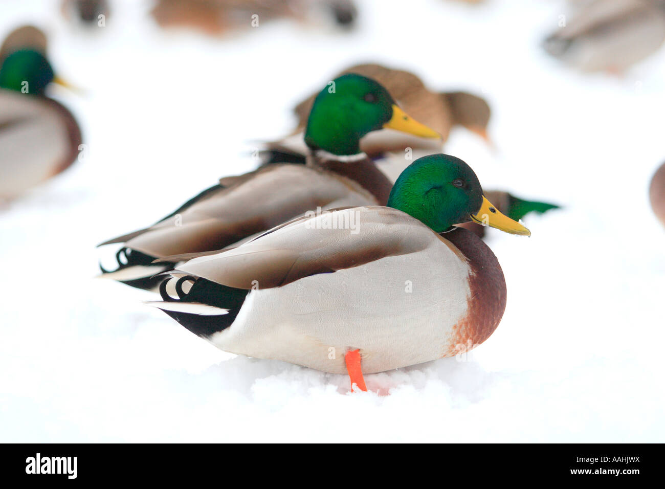 mallard Ducks snow winter Stock Photo - Alamy