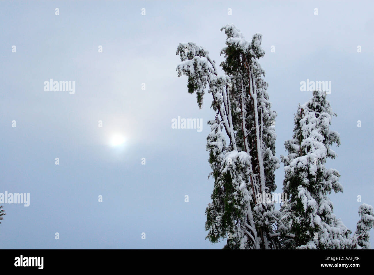 winter day snowy tree sun clouds pacific northwest Stock Photo - Alamy