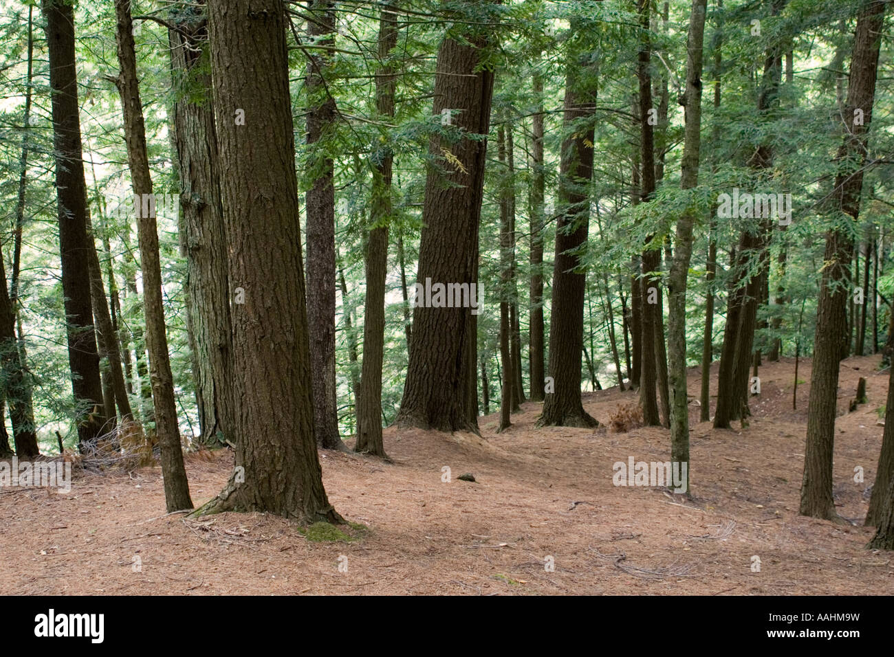 Conifer Forest in northern Vermont USA Stock Photo - Alamy