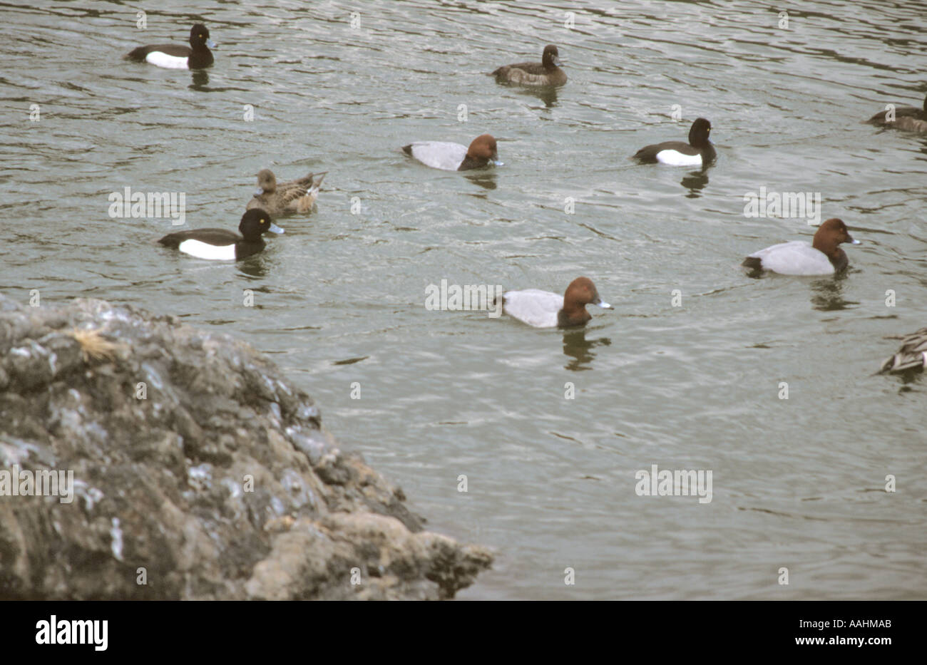 Japan Tokyo Kiyosumi Garden Duck Stock Photo - Alamy