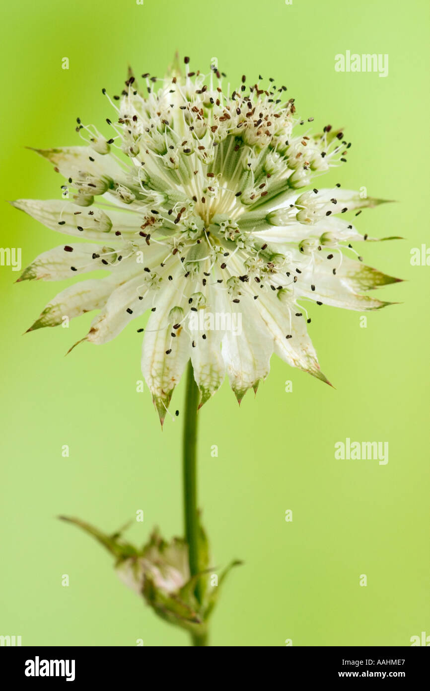 Margery fish garden hi-res stock photography and images - Alamy