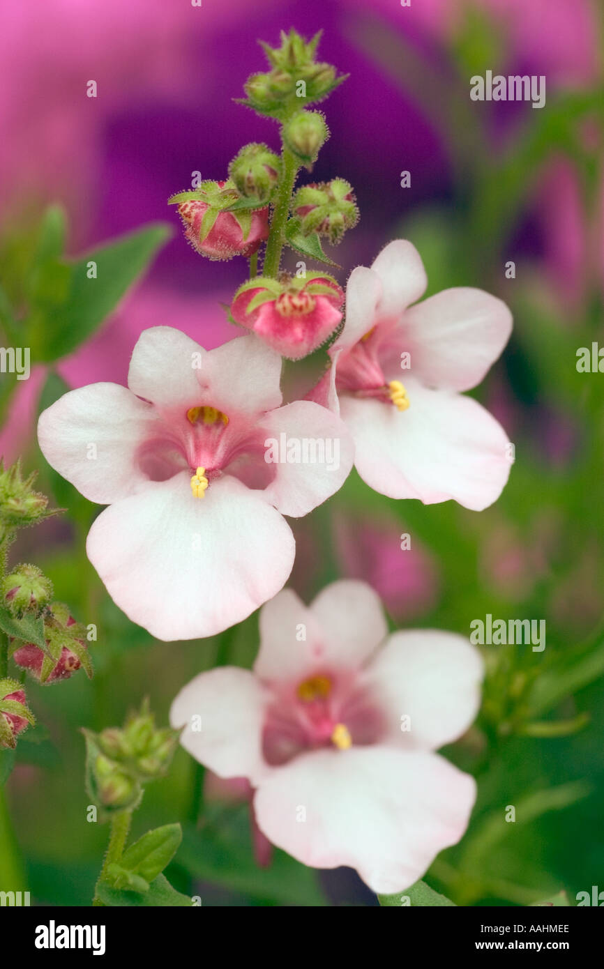 Diascia Appleblossom High Resolution Stock Photography and Images - Alamy