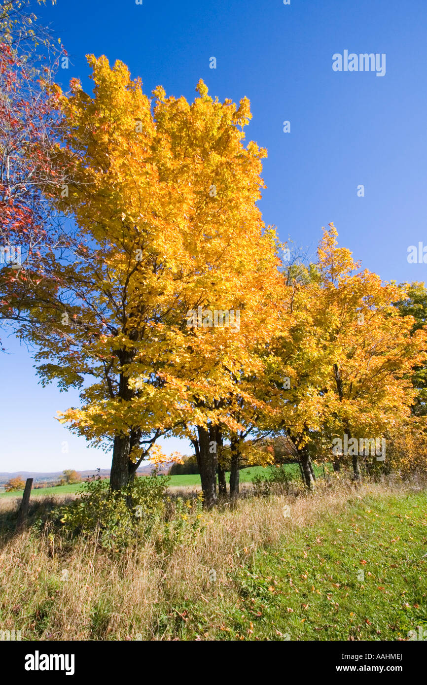 Franklin sugar hi-res stock photography and images - Alamy