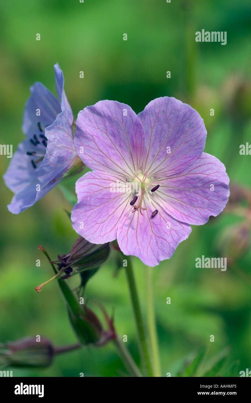 Lavender blue geranium hi-res stock photography and images - Alamy