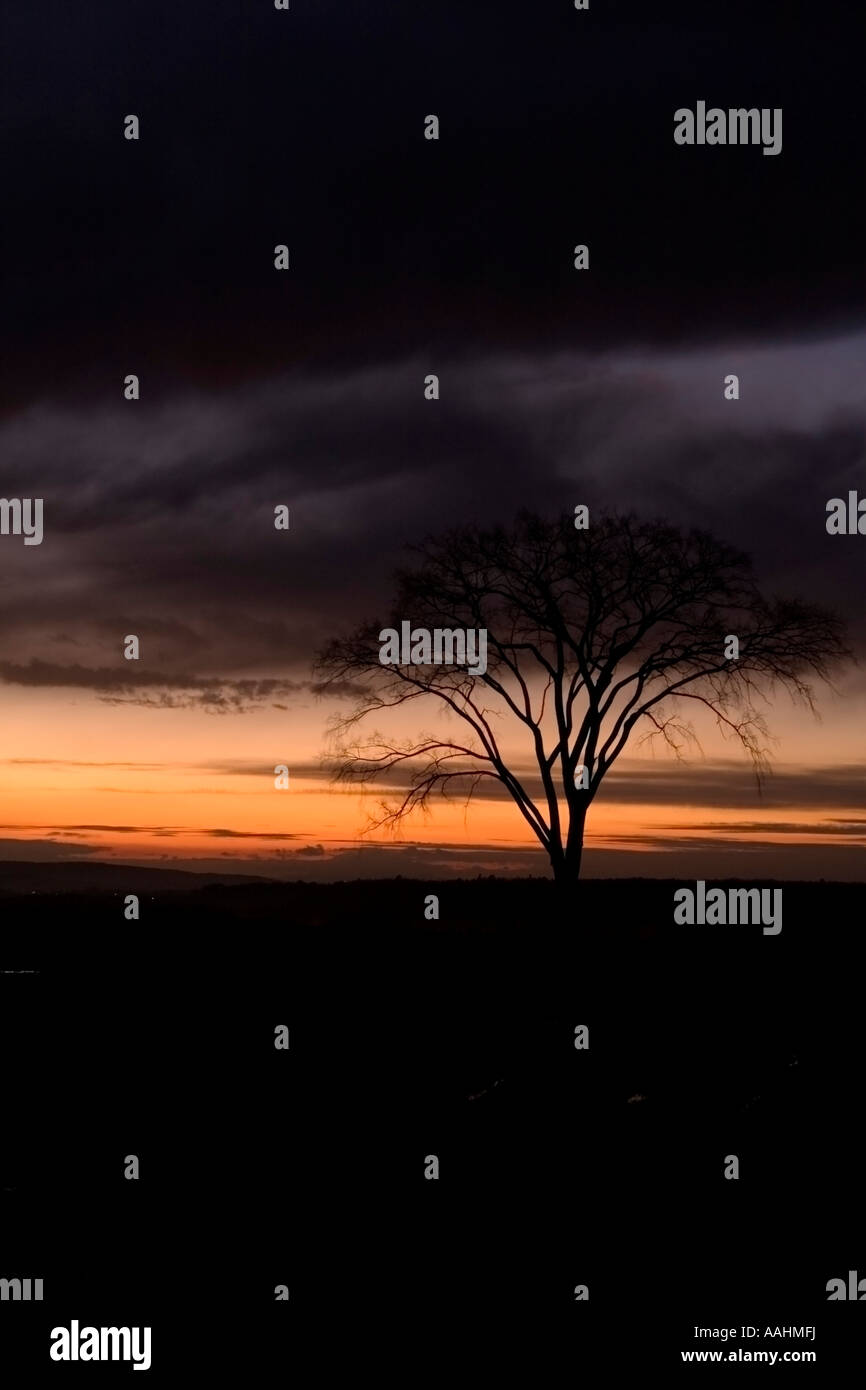 Old elm tree hi-res stock photography and images - Alamy