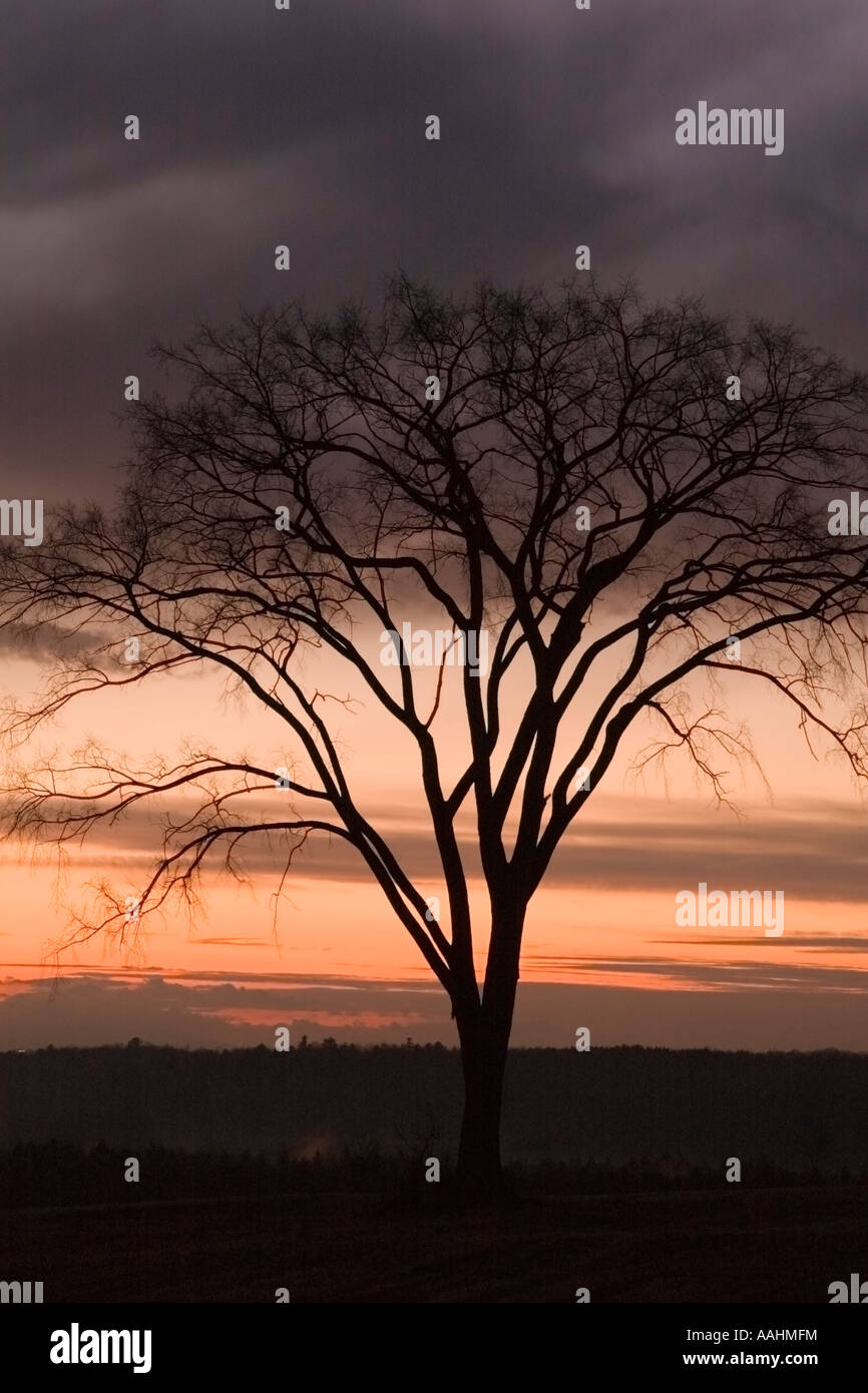 Old elm tree in early winter Franklin Vermont USA Stock Photo - Alamy