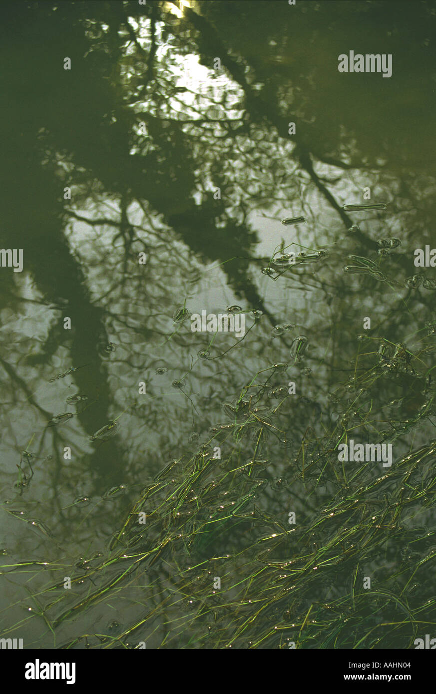 green grass in puddle with trees reflected Stock Photo - Alamy