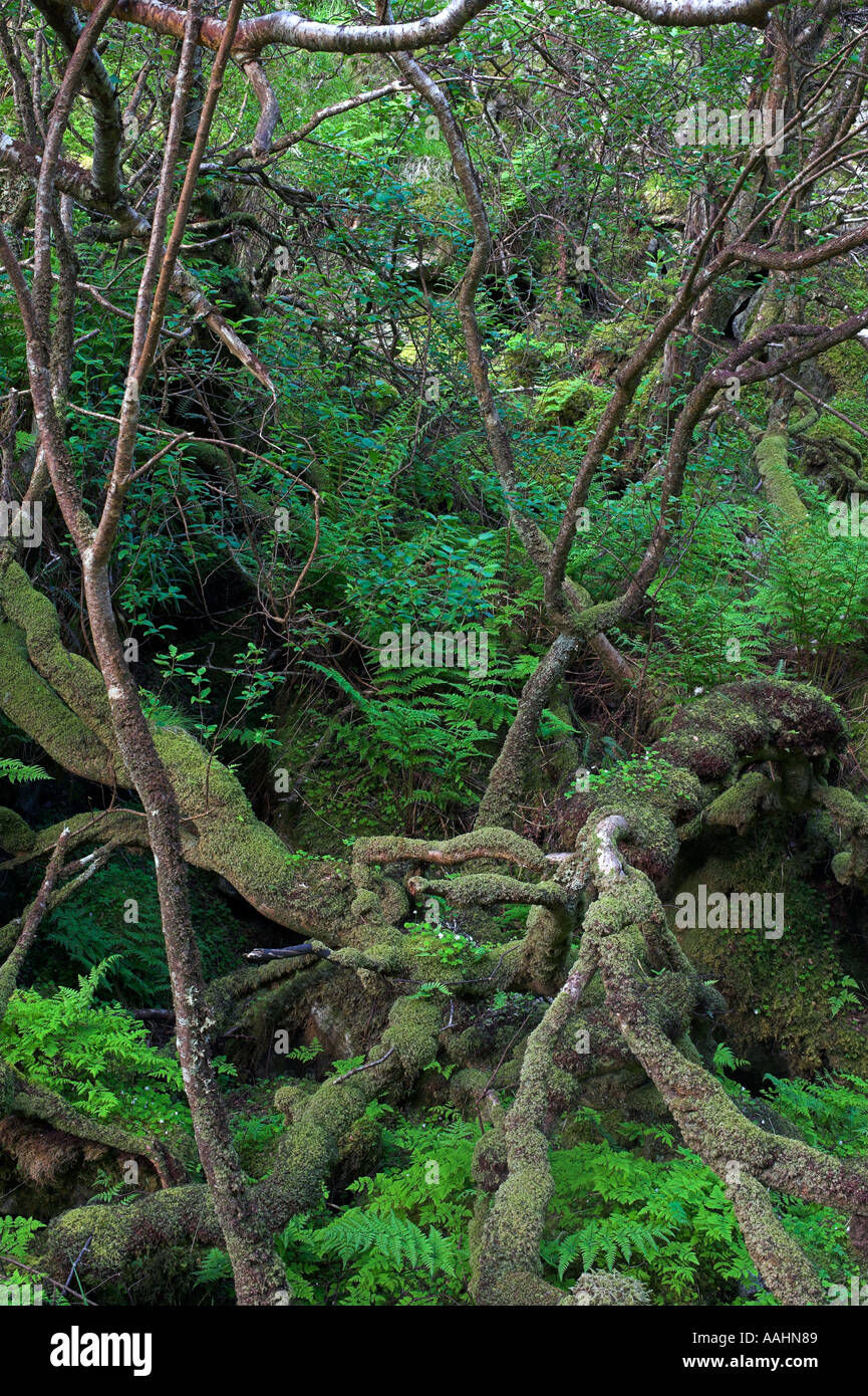 Tangled Ancient Woodland Stock Photo - Alamy