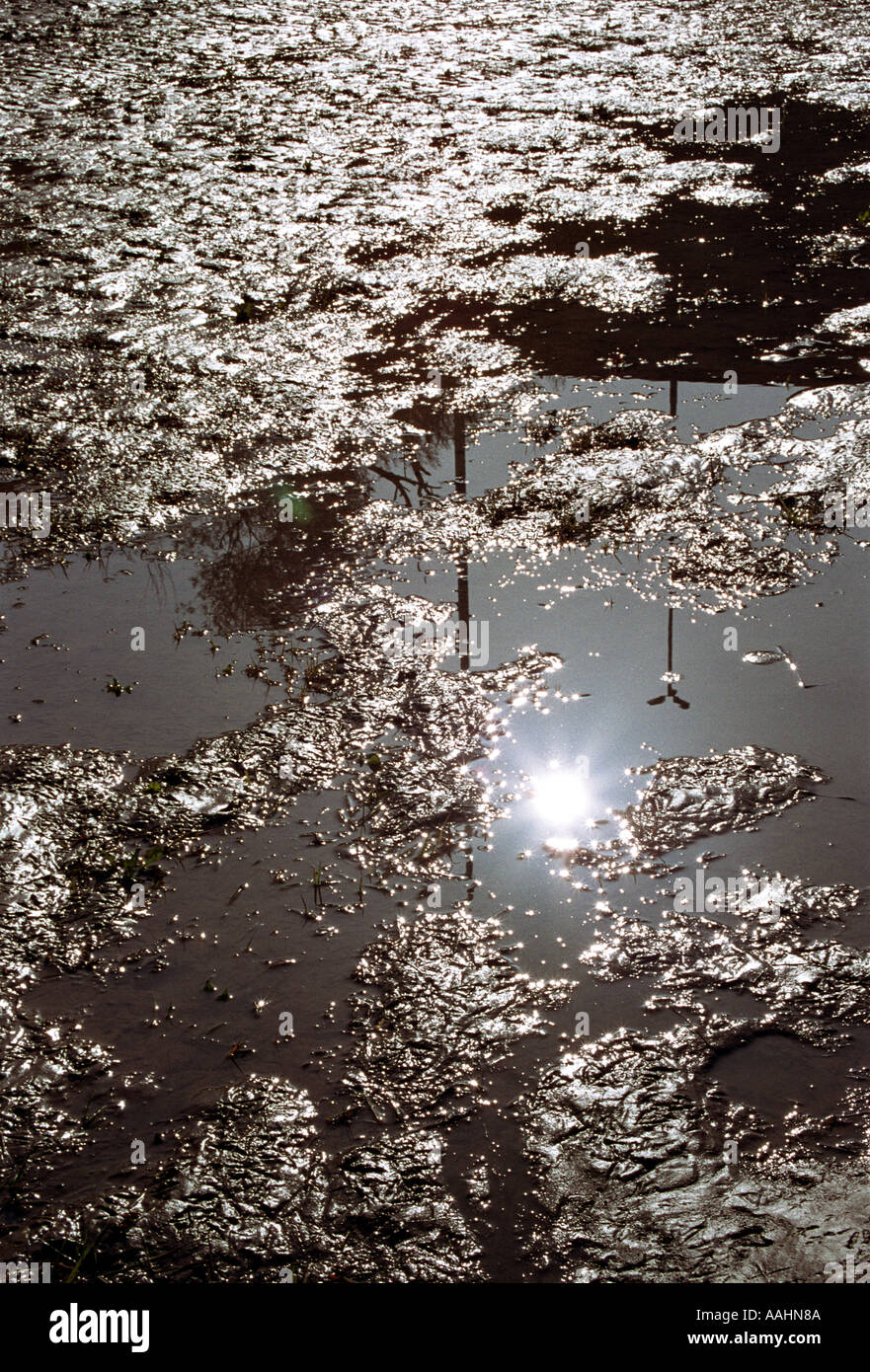 Sunset reflected in wet mud hi-res stock photography and images - Alamy