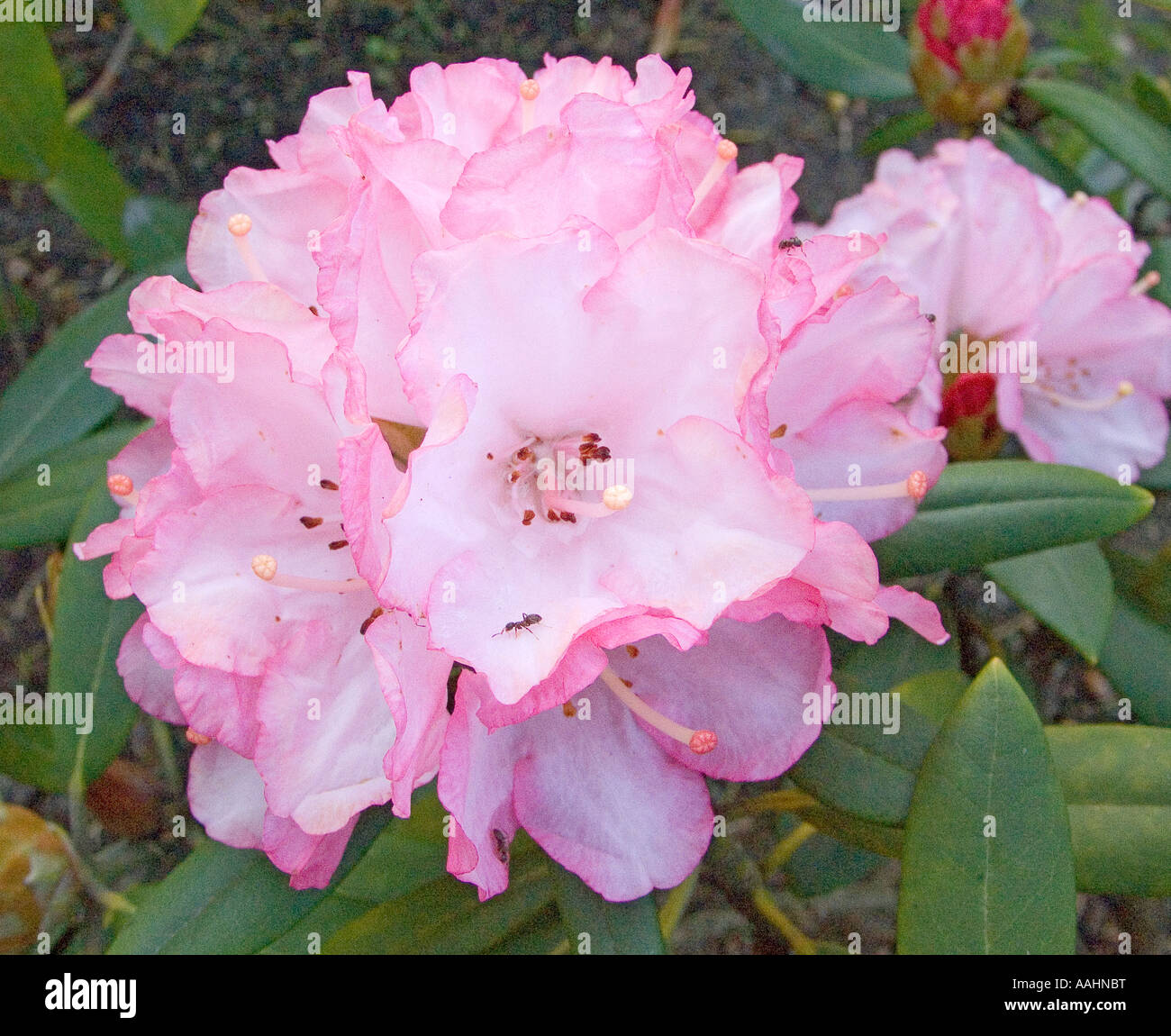 Pink rhododendron blooming Stock Photo - Alamy