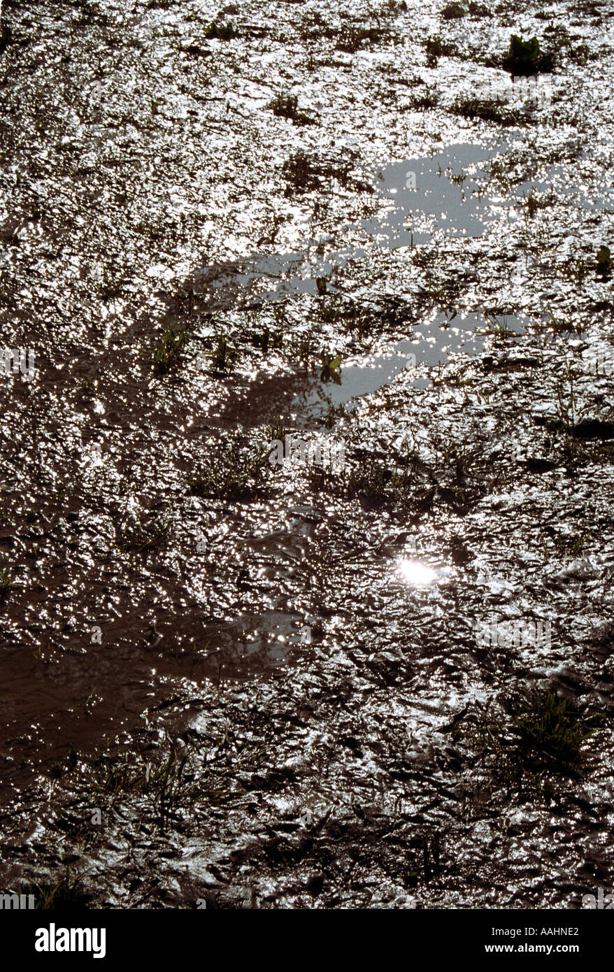 sun reflected in puddle on muddy path in countryside Stock Photo - Alamy