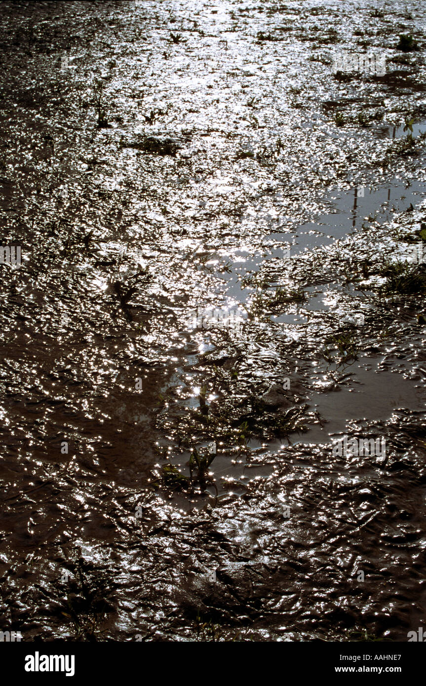 sun reflected in puddle on muddy path in countryside Stock Photo - Alamy