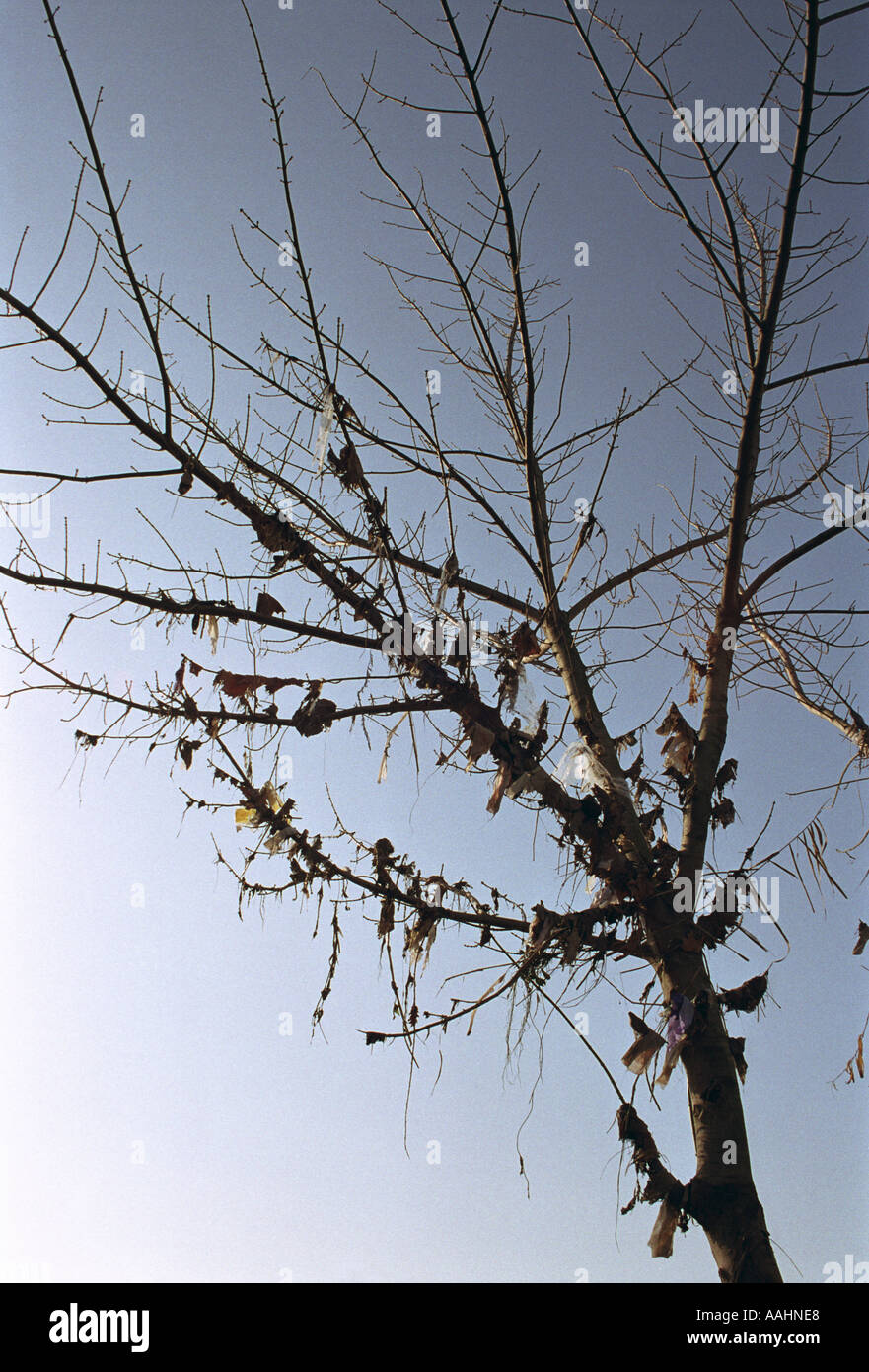 rubbish collected on tree branches after flood Stock Photo - Alamy