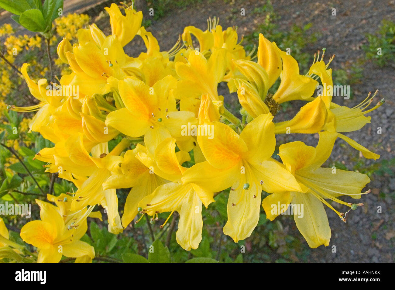 Yellow azalea Rhododendron luteum blooming Stock Photo - Alamy