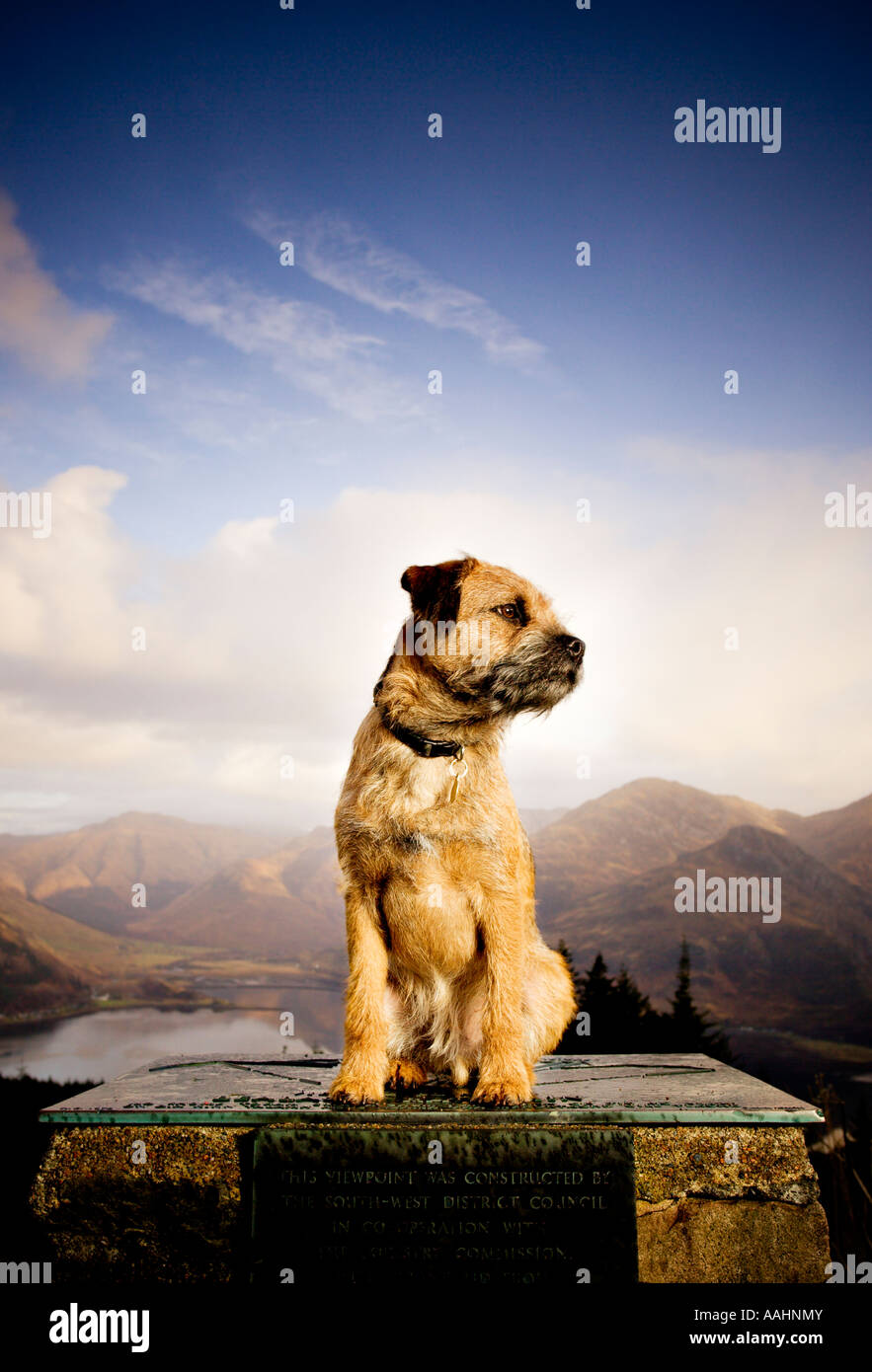 A border terrier poses proudly in the Scottish Highlands Stock Photo ...