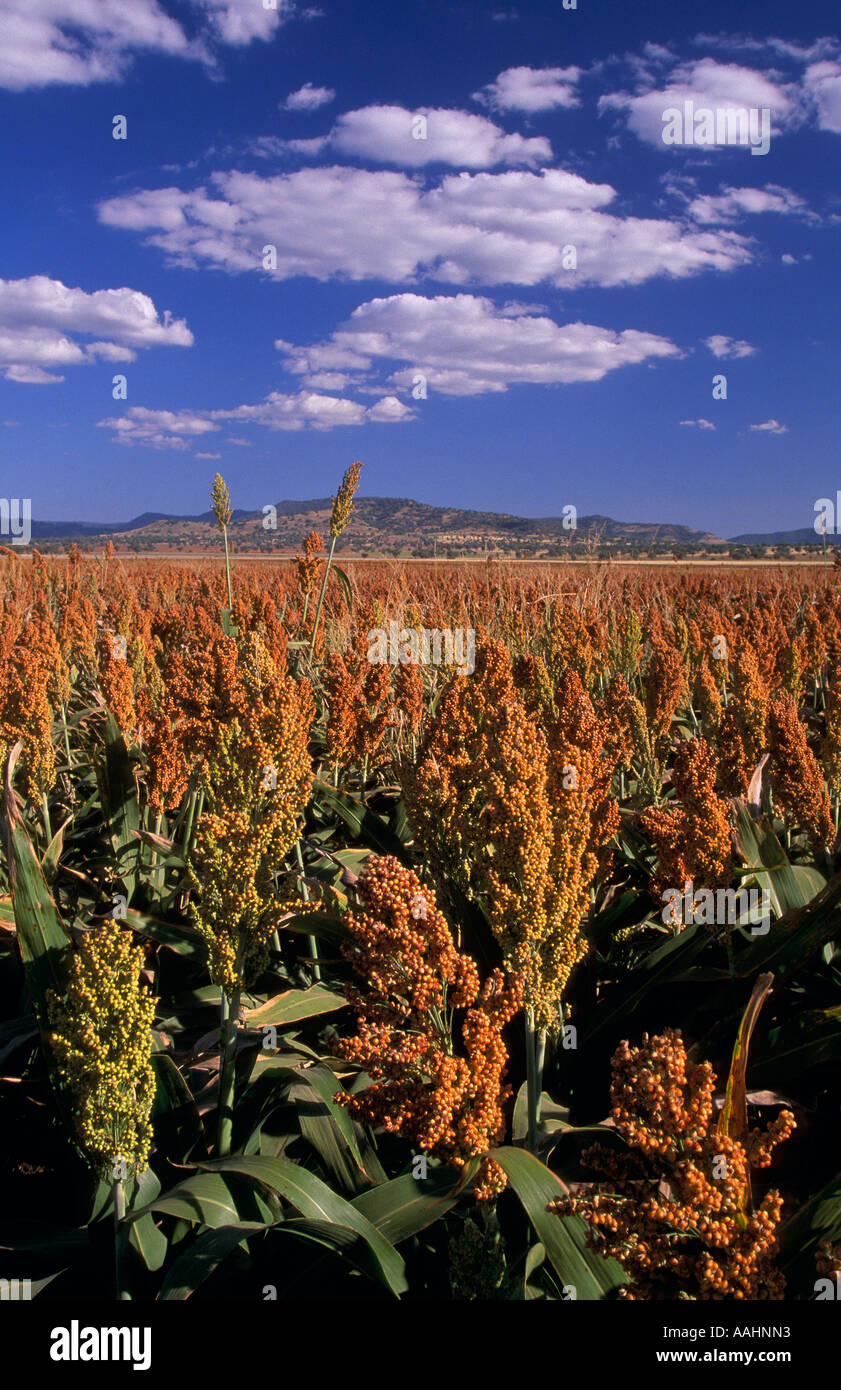 Sorghum fields hi-res stock photography and images - Alamy