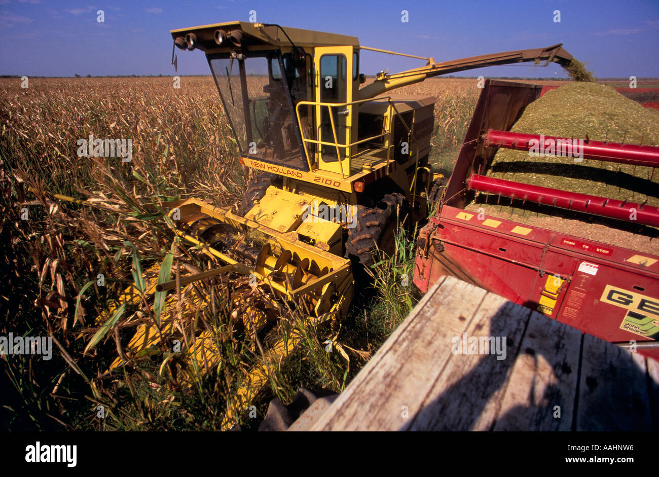 Cattle feed cultivation hi-res stock photography and images - Alamy