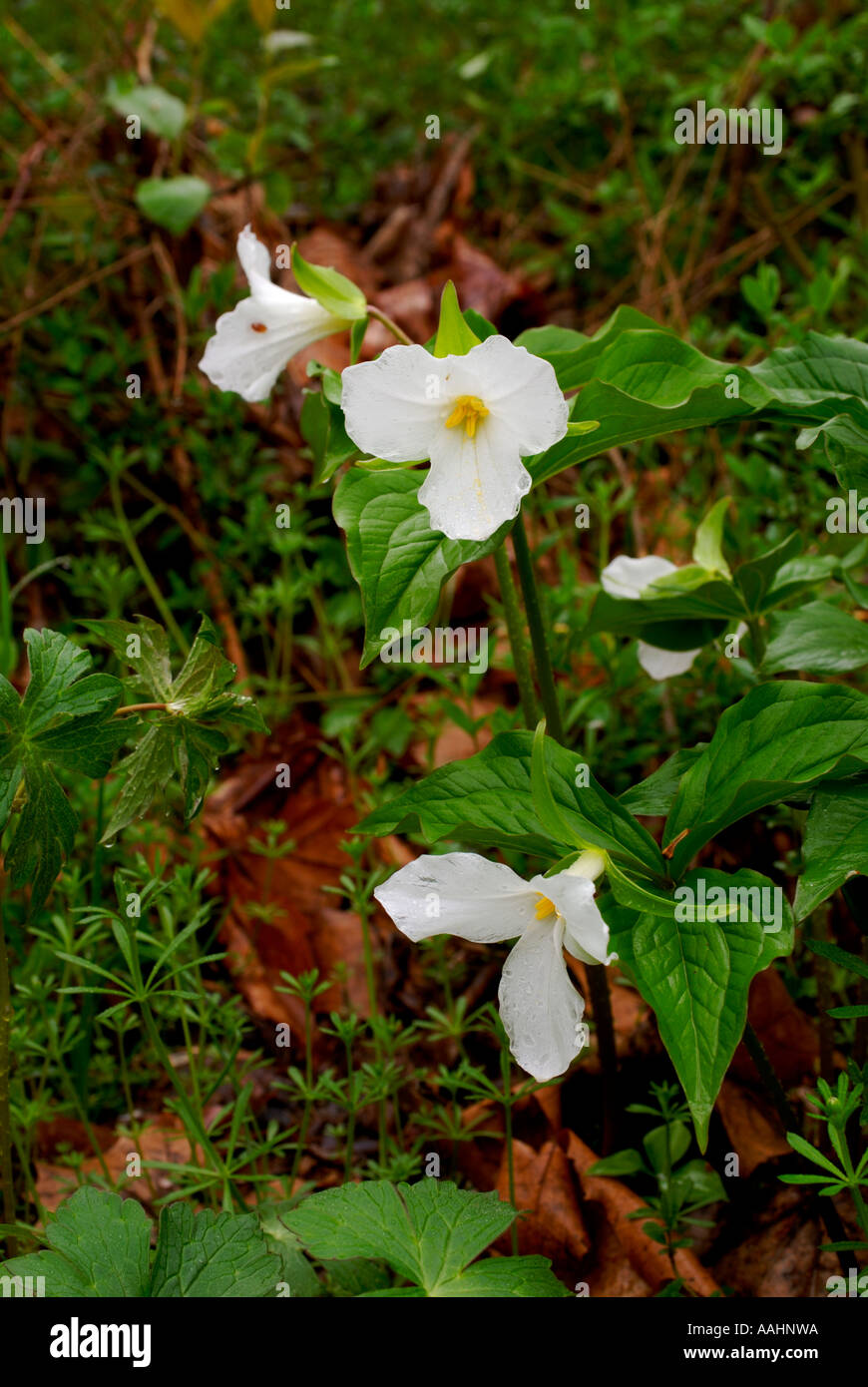 Spring bloom of trillium Stock Photo - Alamy