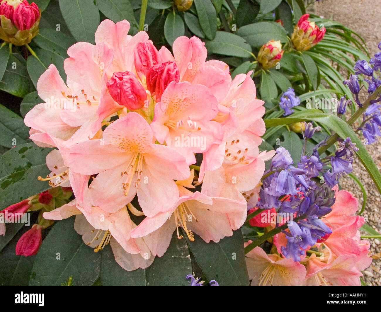 Rhododendron percy wiseman hi-res stock photography and images - Alamy