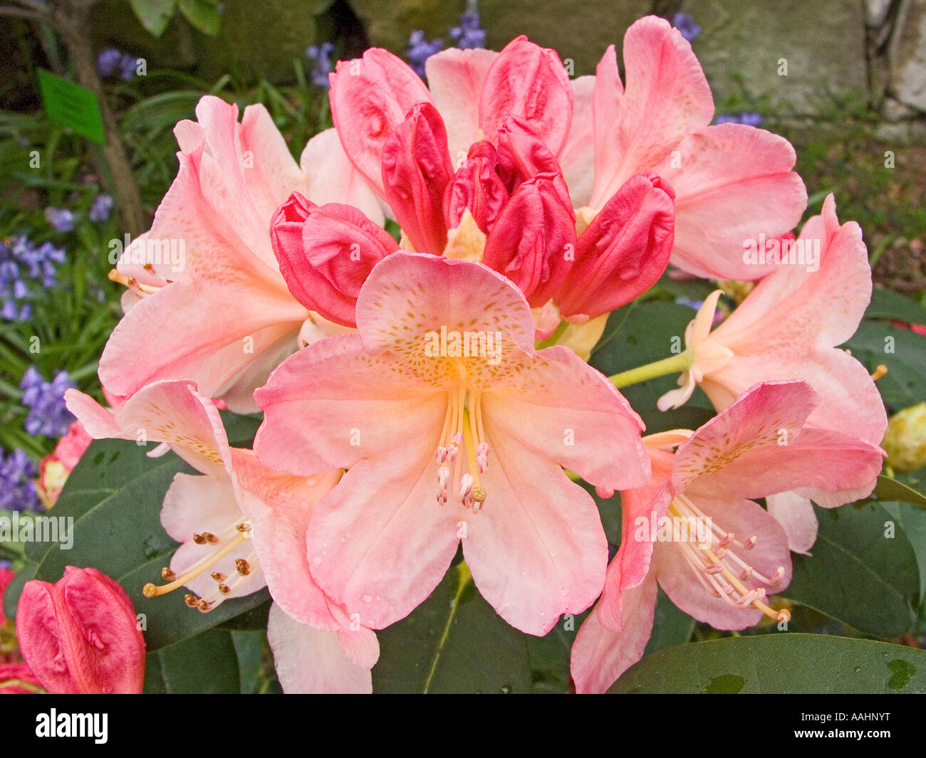 Rhododendron percy wiseman hi-res stock photography and images - Alamy