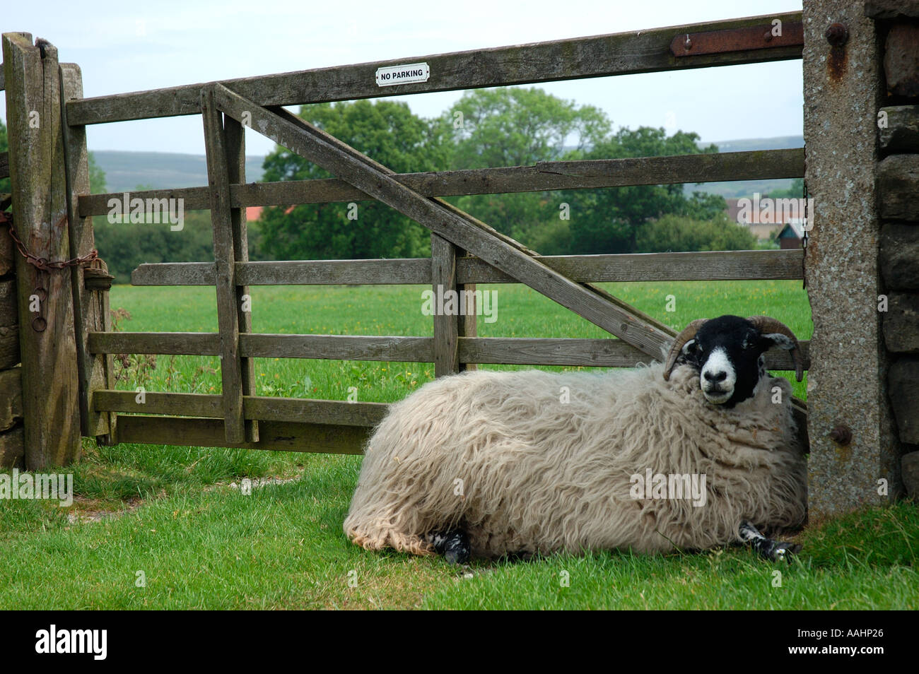 Swaledale Sheep laying beside at gate Goathland North Yorkshire England ...