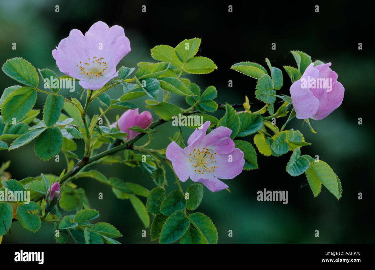 The dog rose hi-res stock photography and images - Alamy