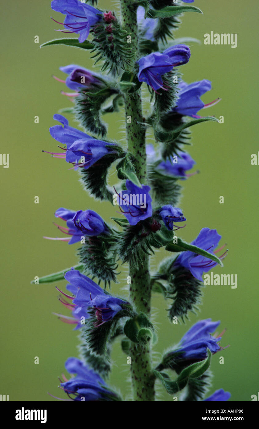 Viper bugloss echium vulgare hi-res stock photography and images - Alamy