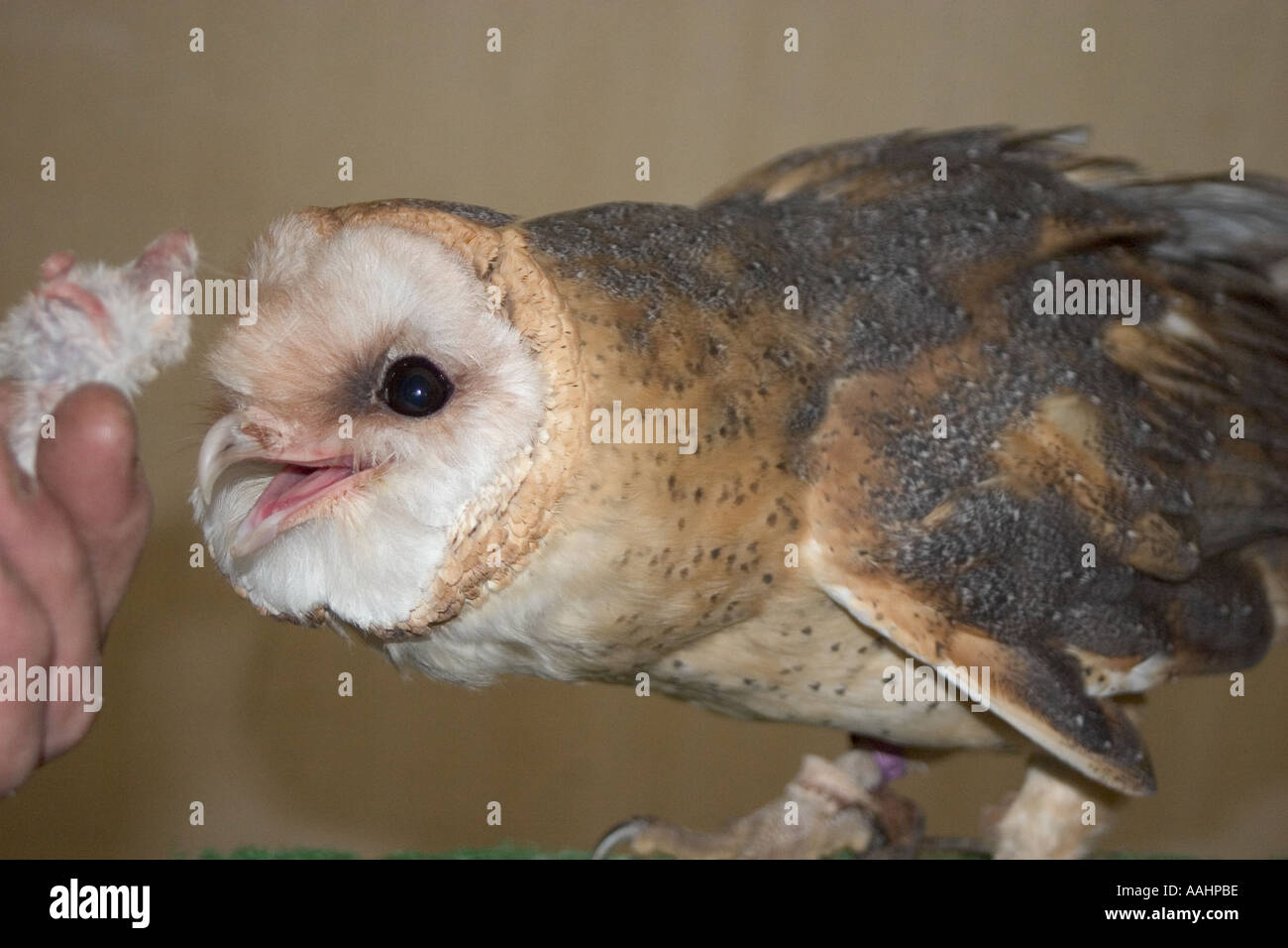 barn owl at feeding time Stock Photo - Alamy