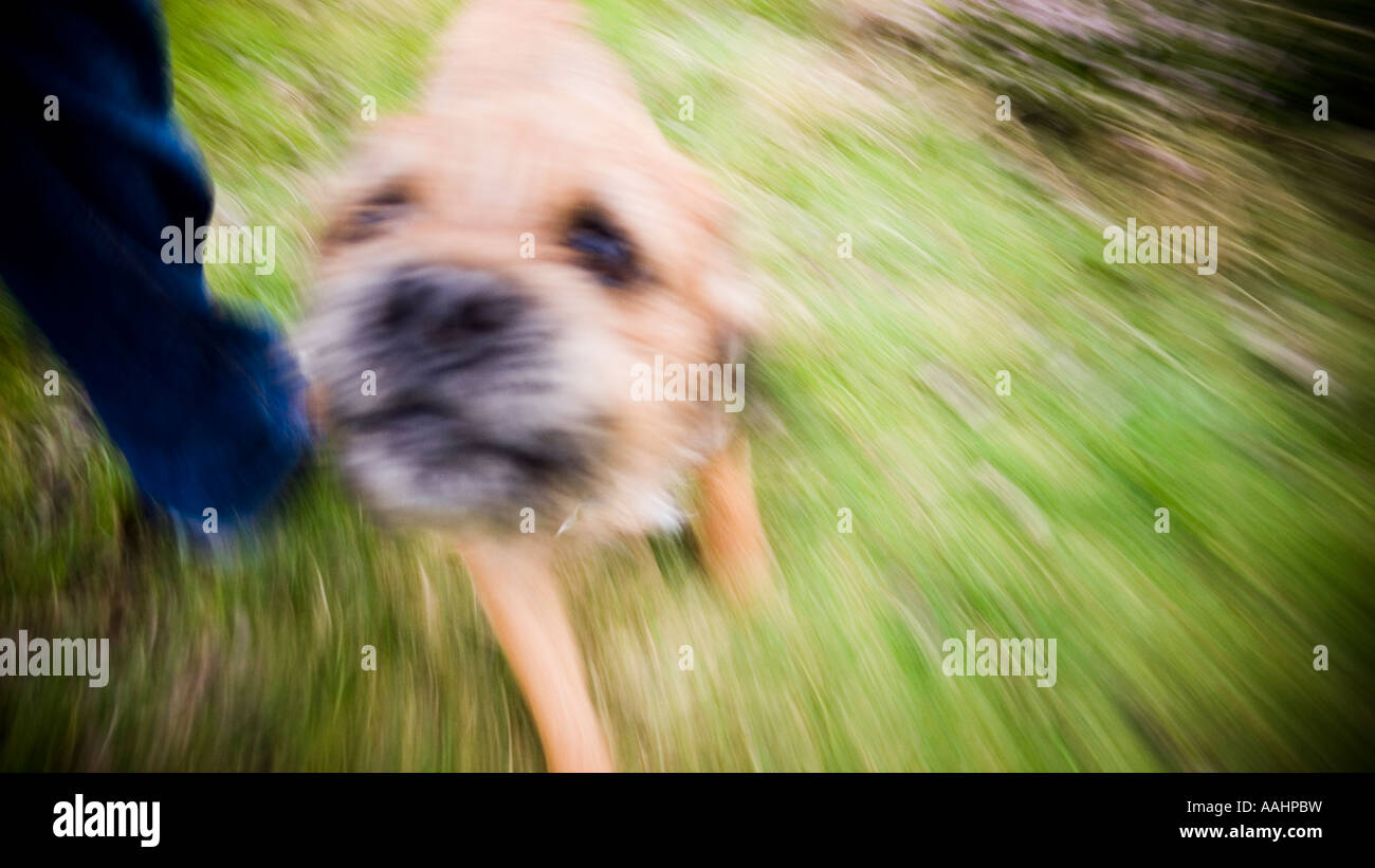 Motion blurred images of a border terrier chasing Stock Photo - Alamy