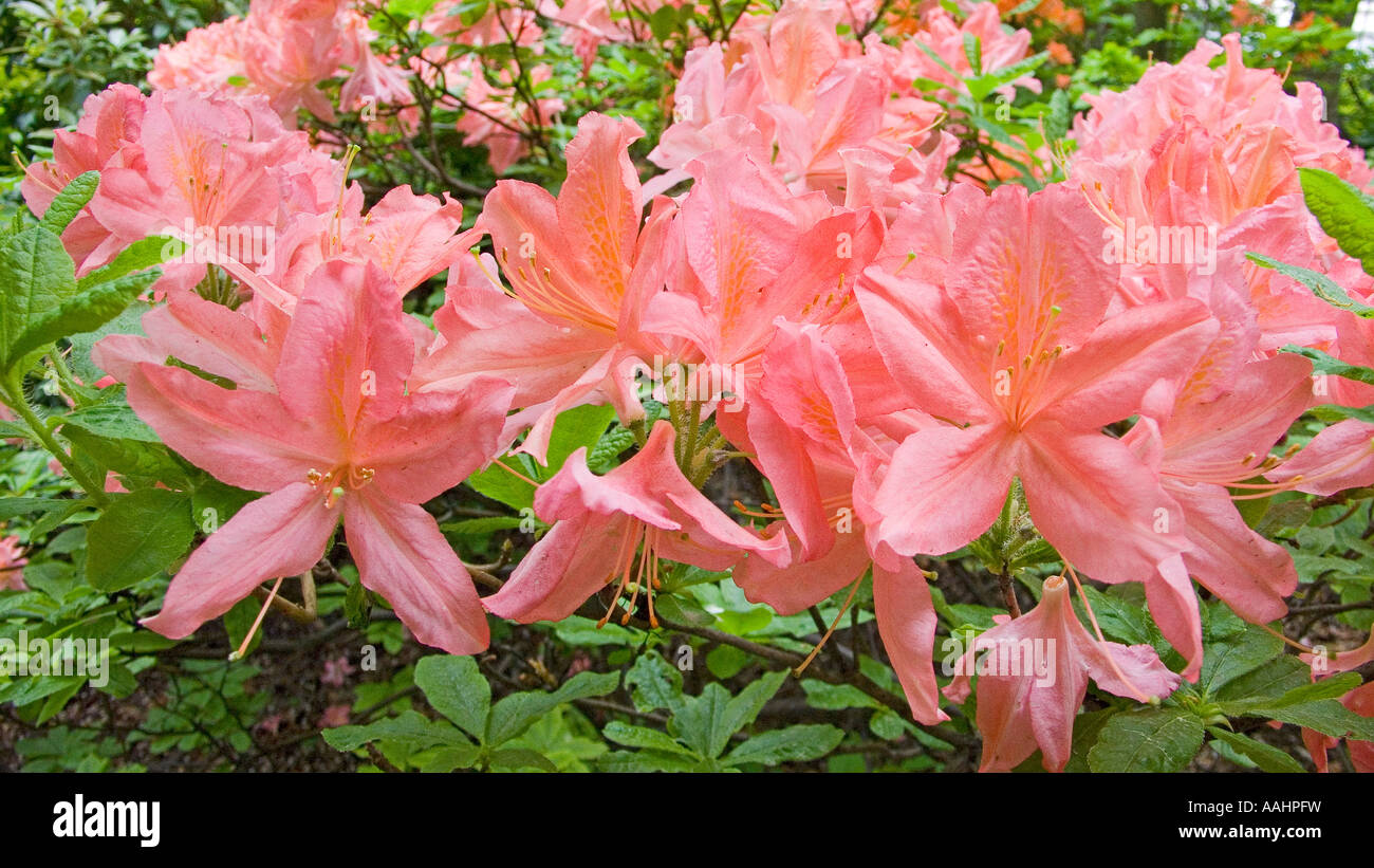 Pink azalea blooming Rhododendron Stock Photo - Alamy