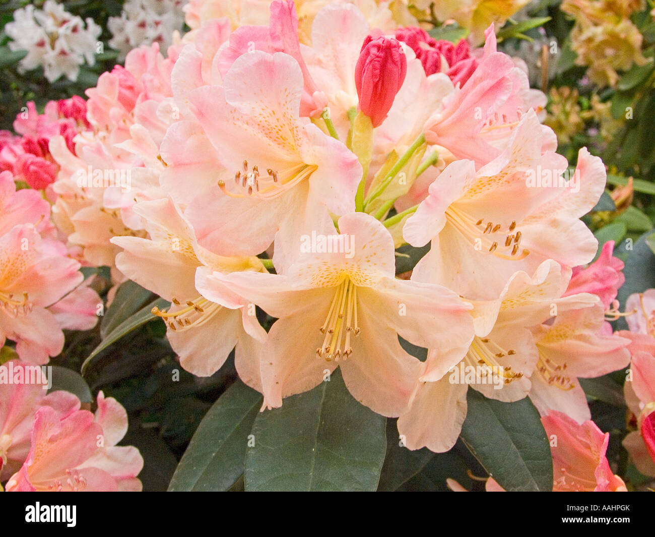 Rhododendron yakushimanum percy wiseman hi-res stock photography and ...