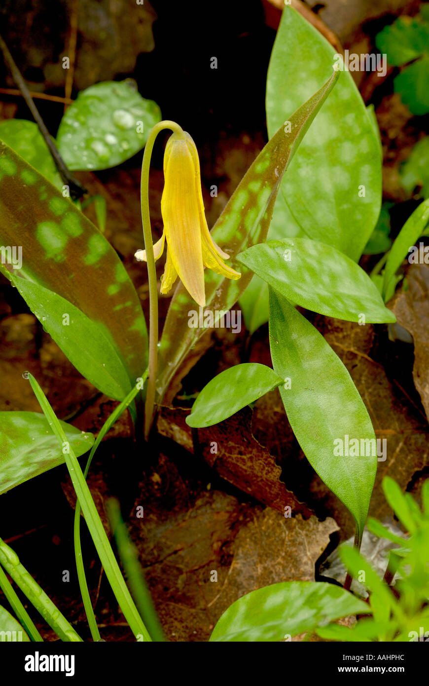 Spring oats hi-res stock photography and images - Alamy