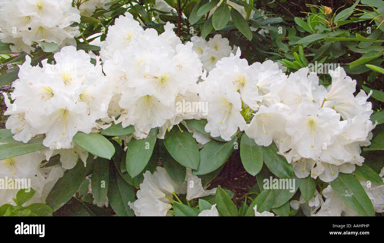 White Rhododendron flowers blooming Stock Photo - Alamy