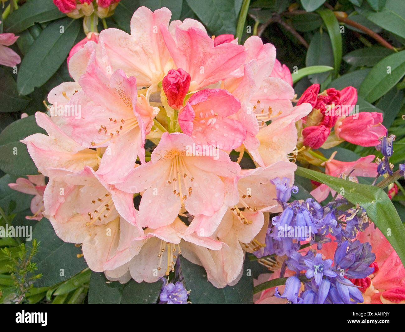 Rhododendron percy wiseman hi-res stock photography and images - Alamy
