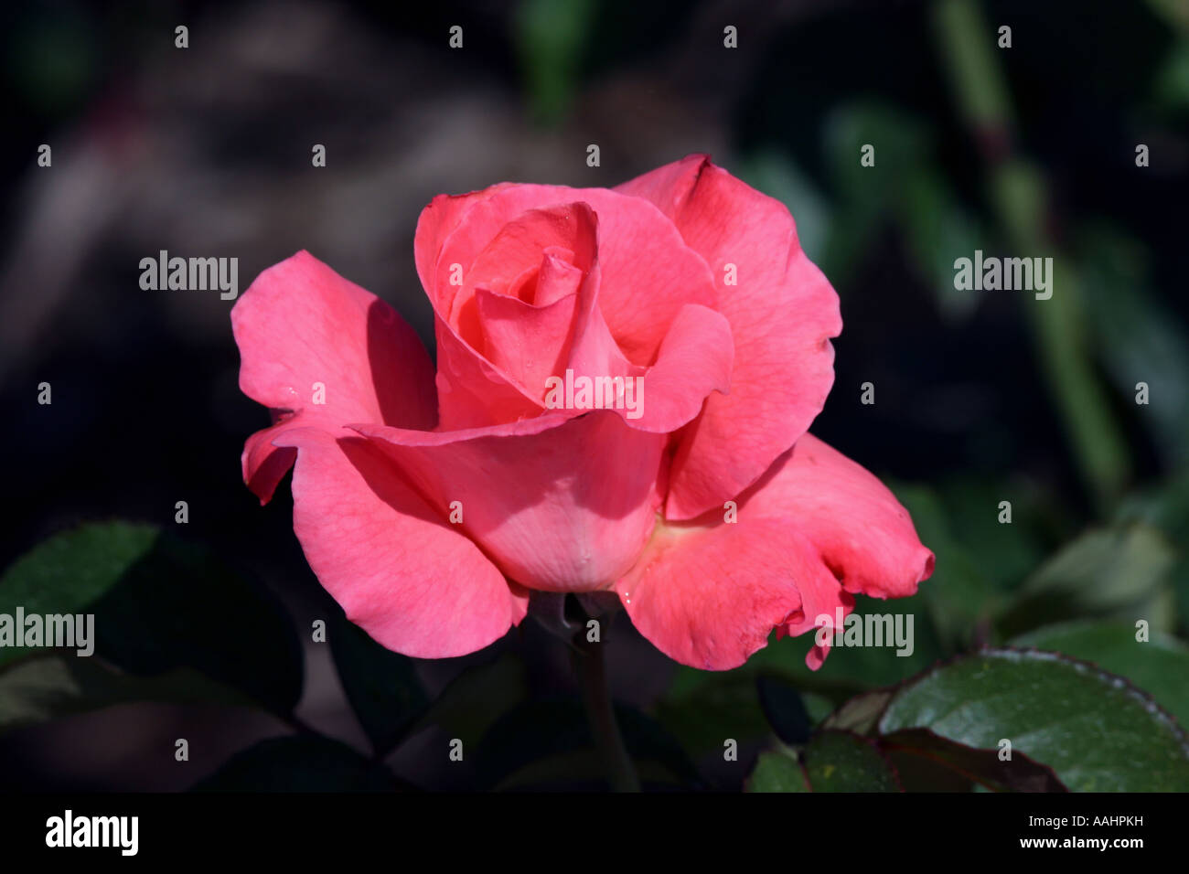 A Touch of Class Hybrid Tea Rose Stock Photo - Alamy