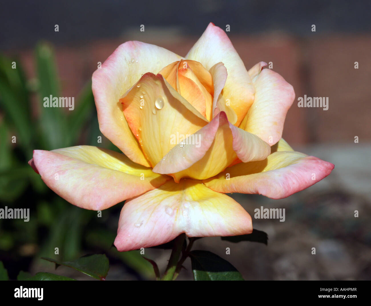 A Glowing Peace Grandifloria rose Stock Photo - Alamy