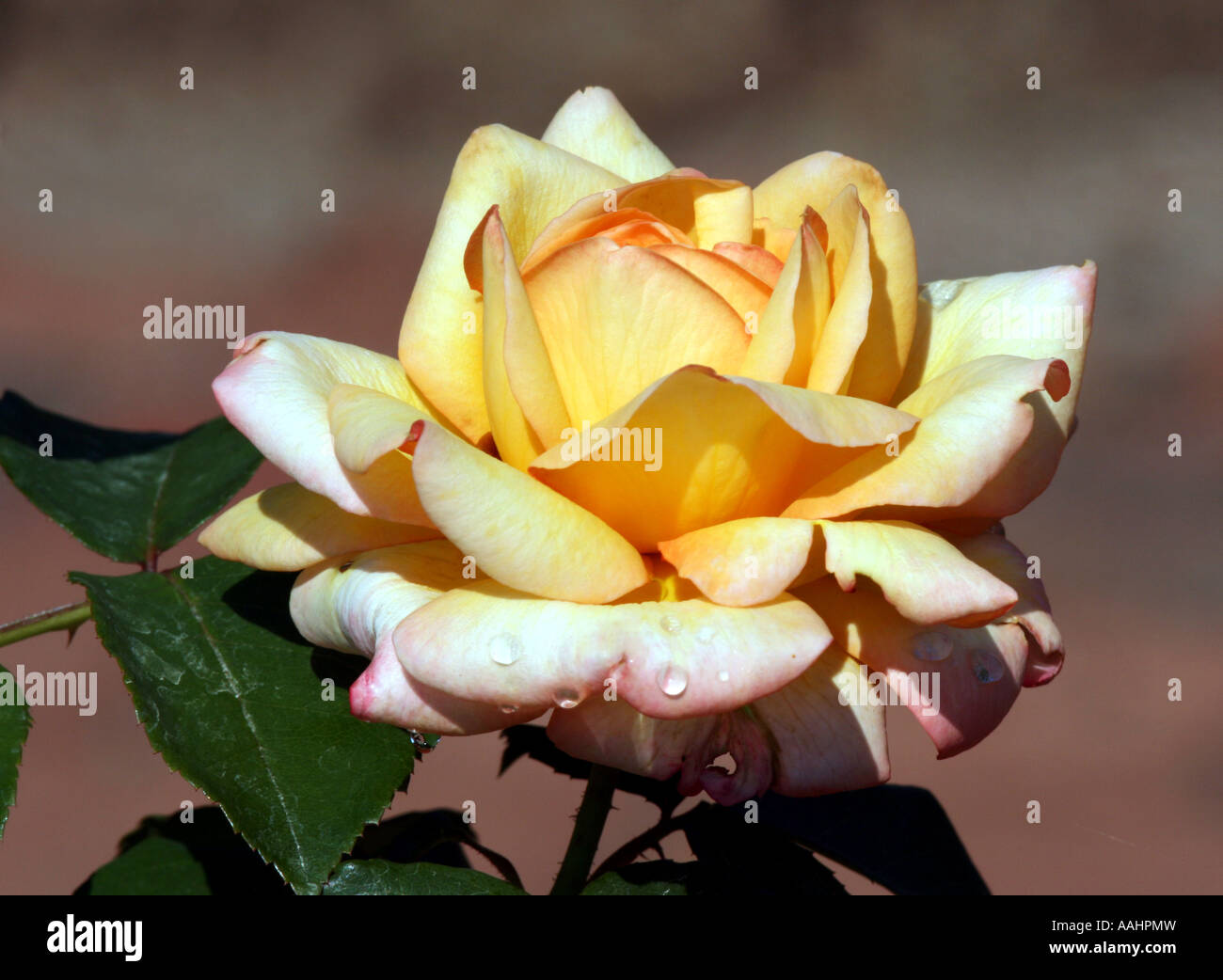 Rose of peace hi-res stock photography and images - Alamy