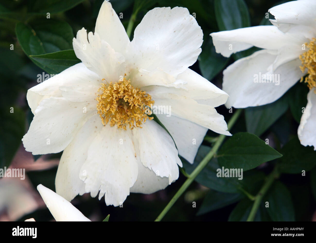 A classic white rose Stock Photo - Alamy
